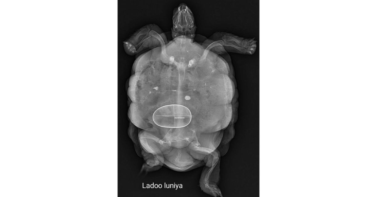 Tortoise with egg bound syndrome successfully undergoes laparoscopic ...