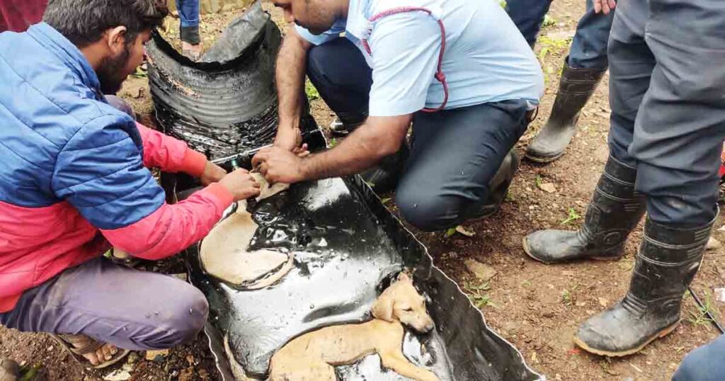 Heartwarming Rescue: Two Puppies Freed from Tar Drum by Kondhwa Khurd ...