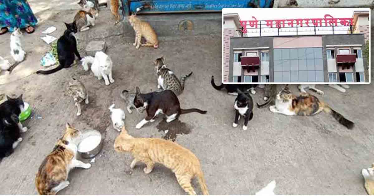 Pune : PMC sterilizes nearly 3,000 stray cats in a year - PUNE PULSE