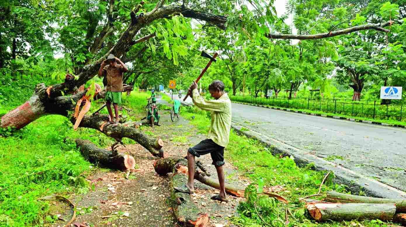 Pune: Mulshi builder must plant 2400 trees, informs forest dept - PUNE ...
