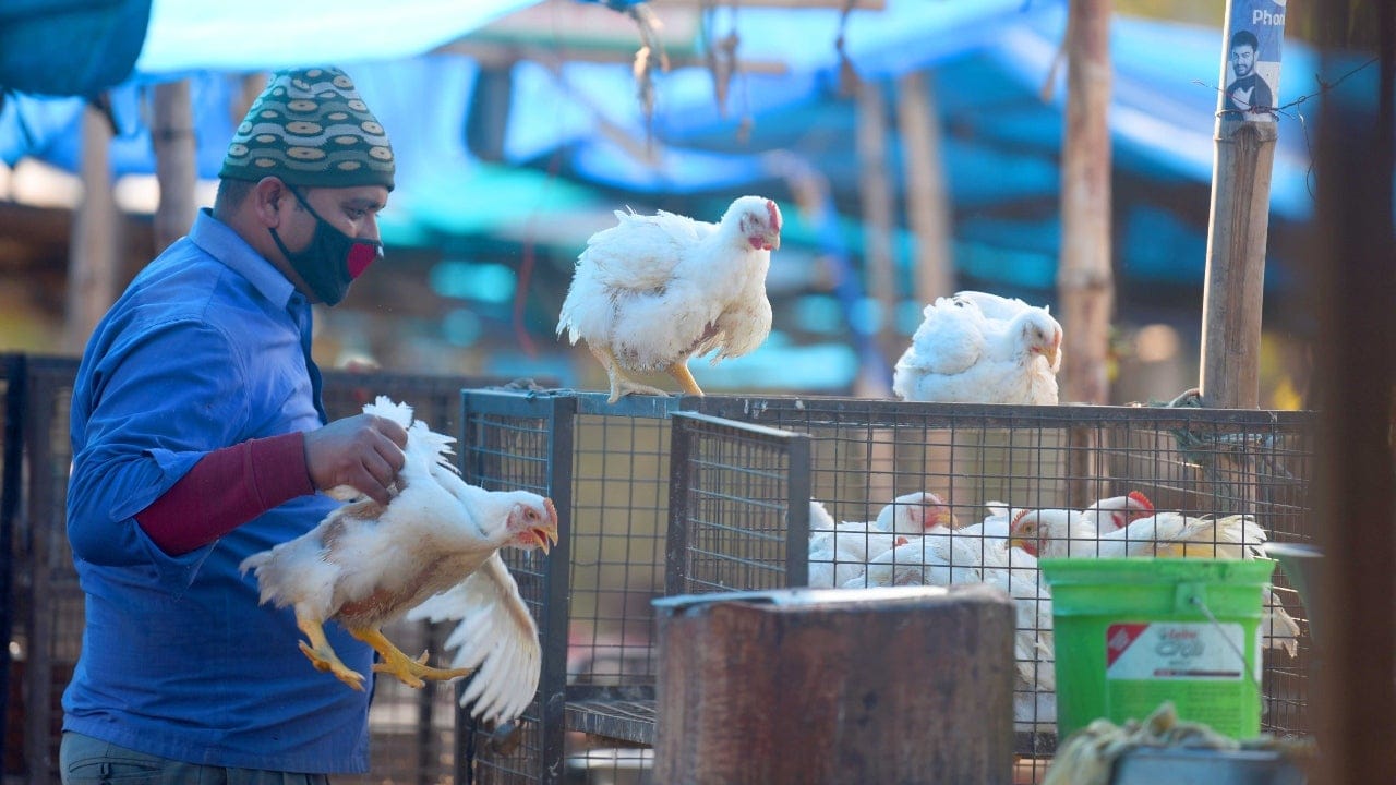 WHO raises concerns over surge in human bird flu cases, highlights ...