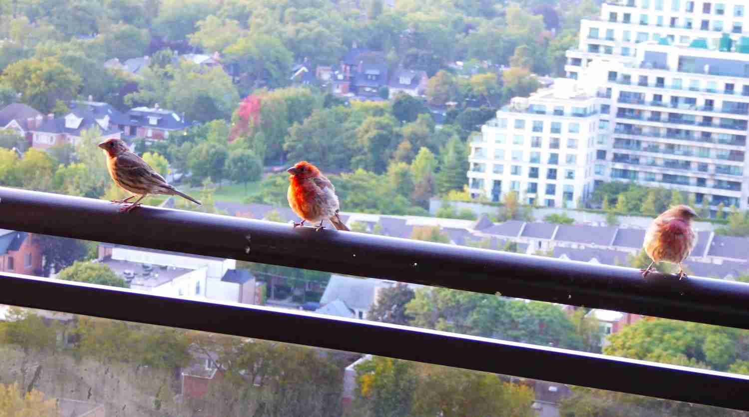 Create a Bird-Friendly Sanctuary at Home by Transforming Your Balcony ...