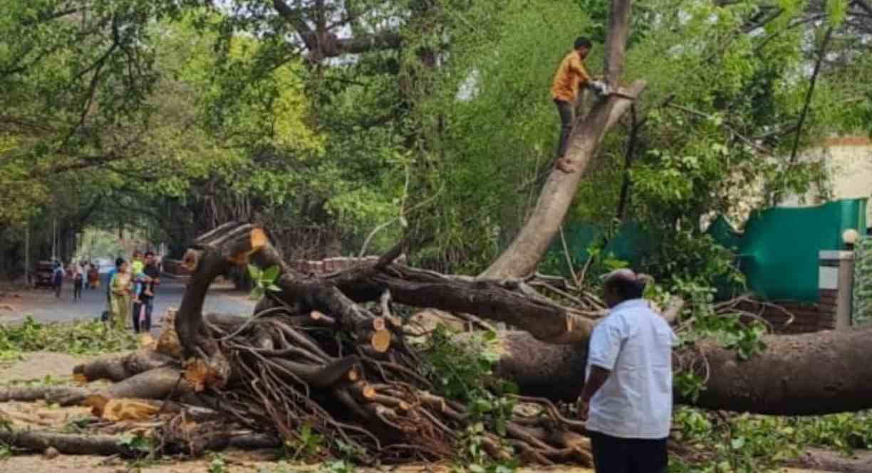 Pune: 70 Year-Old Banyan Tree Uprooted and Falls on Yerwada Jail road ...