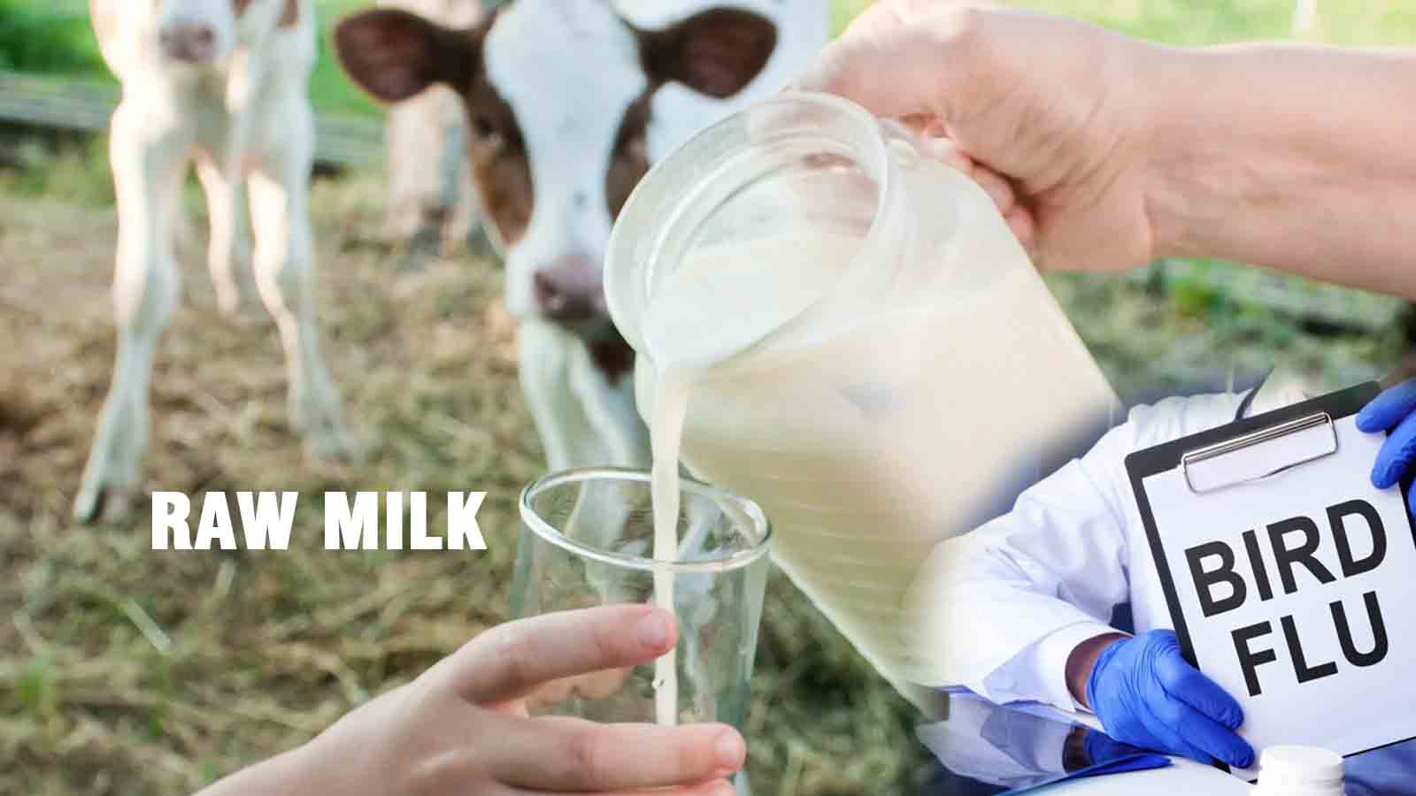 Drinking raw milk containing bird flu viruses may be dangerous: Study ...