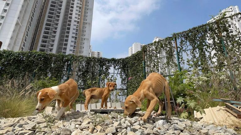Pune: PMC scraps plan to use microchips to monitor stray dogs in Pune ...