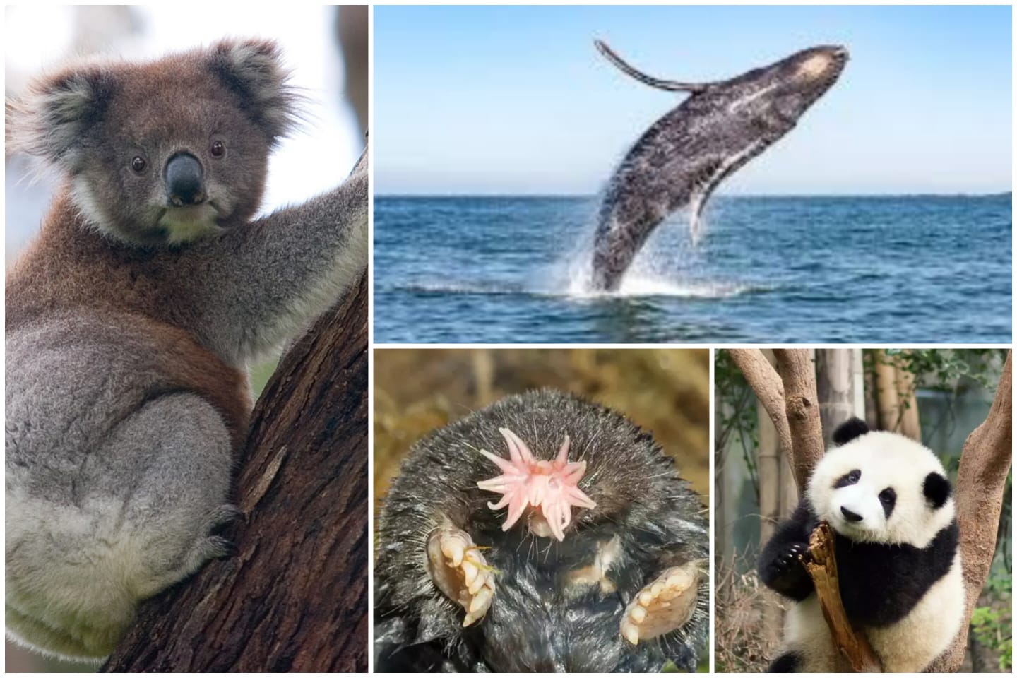 10 Animals with Unique and Fascinating Diets - PUNE PULSE