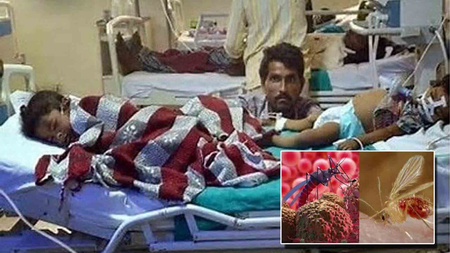 Chandipura Virus Outbreak in Gujarat Claims Six Children: Understanding ...