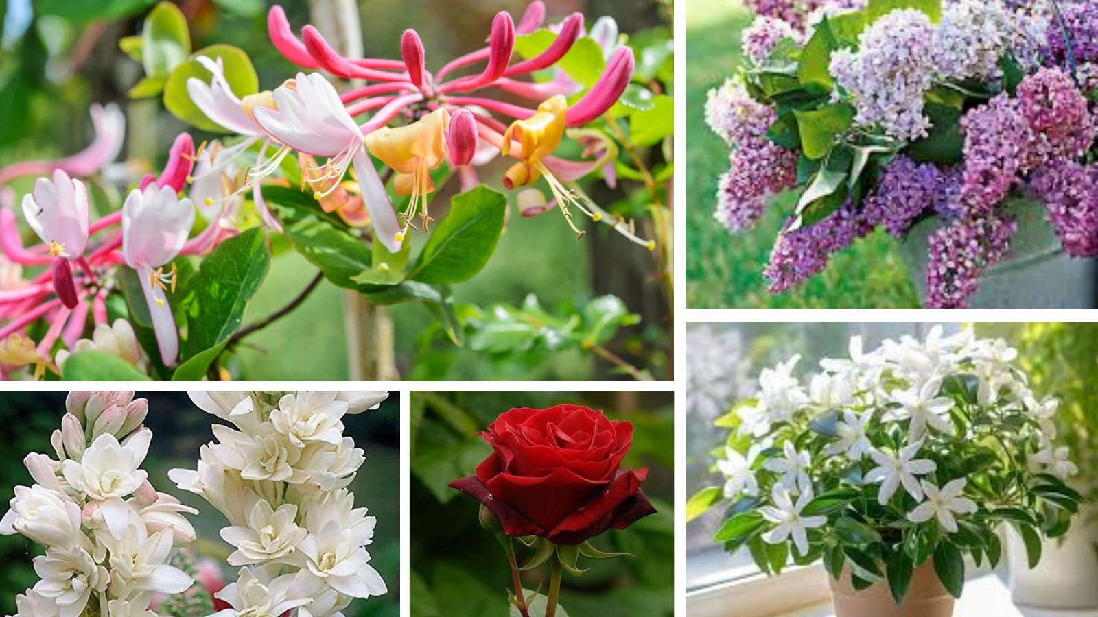 5 Fragrant Flowers to Transform Your Home Garden into a Floral Haven ...