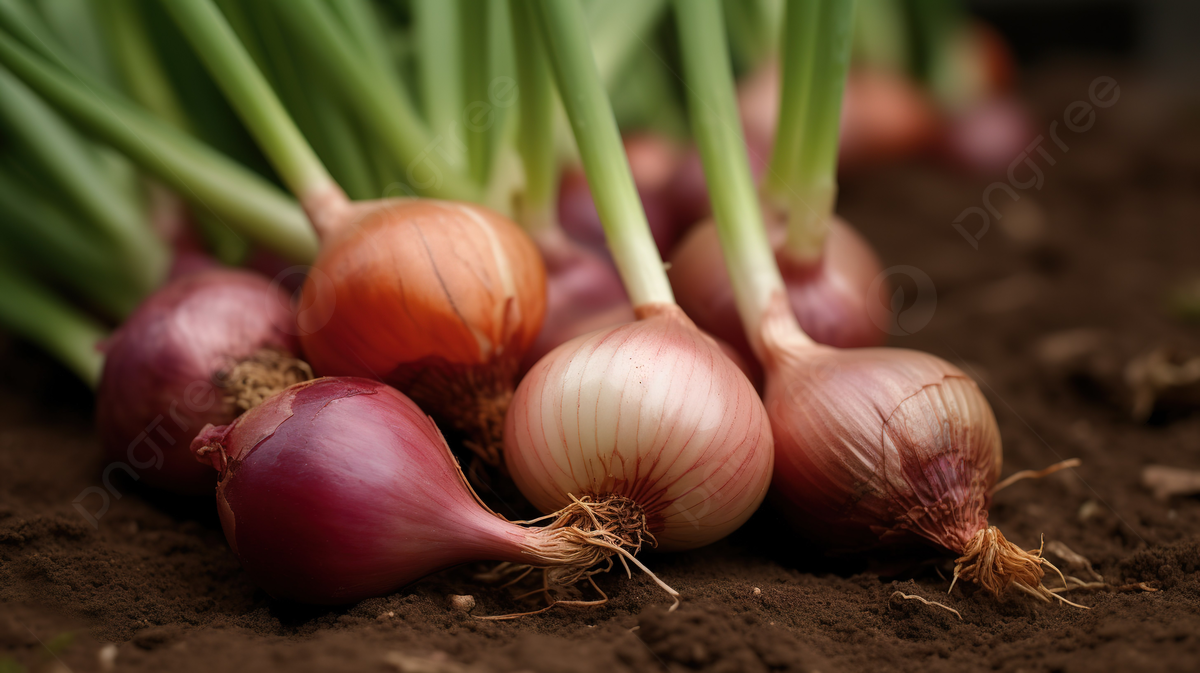 Prepare Your Garden Now for a Vibrant Spring: Fall Planting Tips - PUNE ...