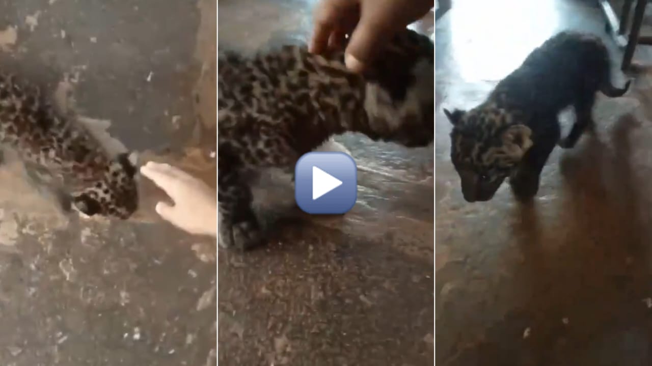 Leopard Cub Spotted in Ratnagiri School: Viral Video Shows Students ...