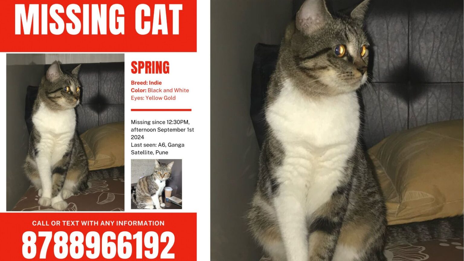 Urgent Appeal: Missing Pet Cat in Ganga Satellite, Pune - PUNE PULSE
