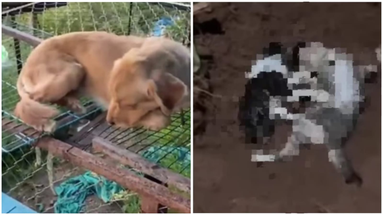 Pune News: Puppy Allegedly Burned Alive, NGO Under Investigation For ...