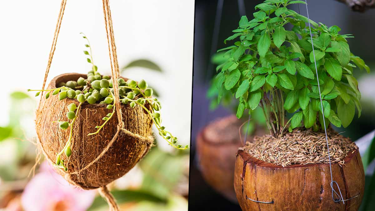 Upcycled Coconut Shell Planters: A Simple and Sustainable Gardening ...