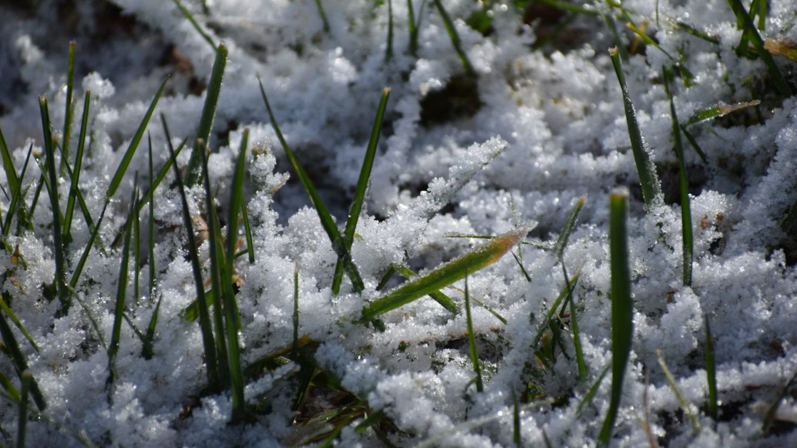 Munnar’s Cold Snap: Snowfall, Freezing Temps, and Winter Adventures ...