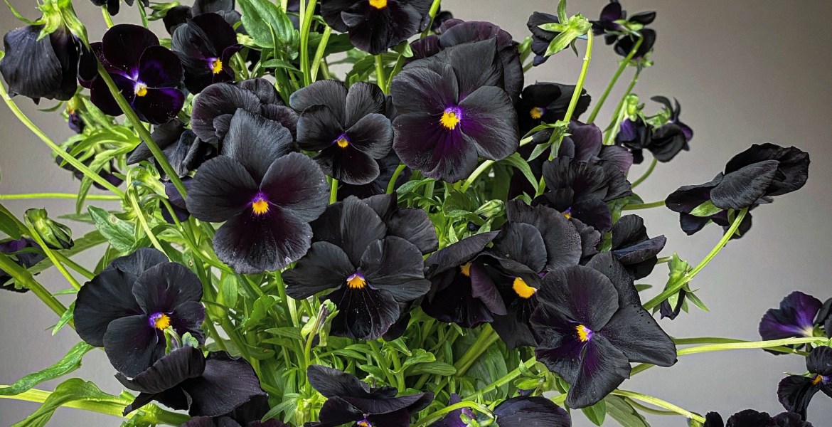 Discover 10 unique Black Flowers that bloom in the winter - PUNE PULSE