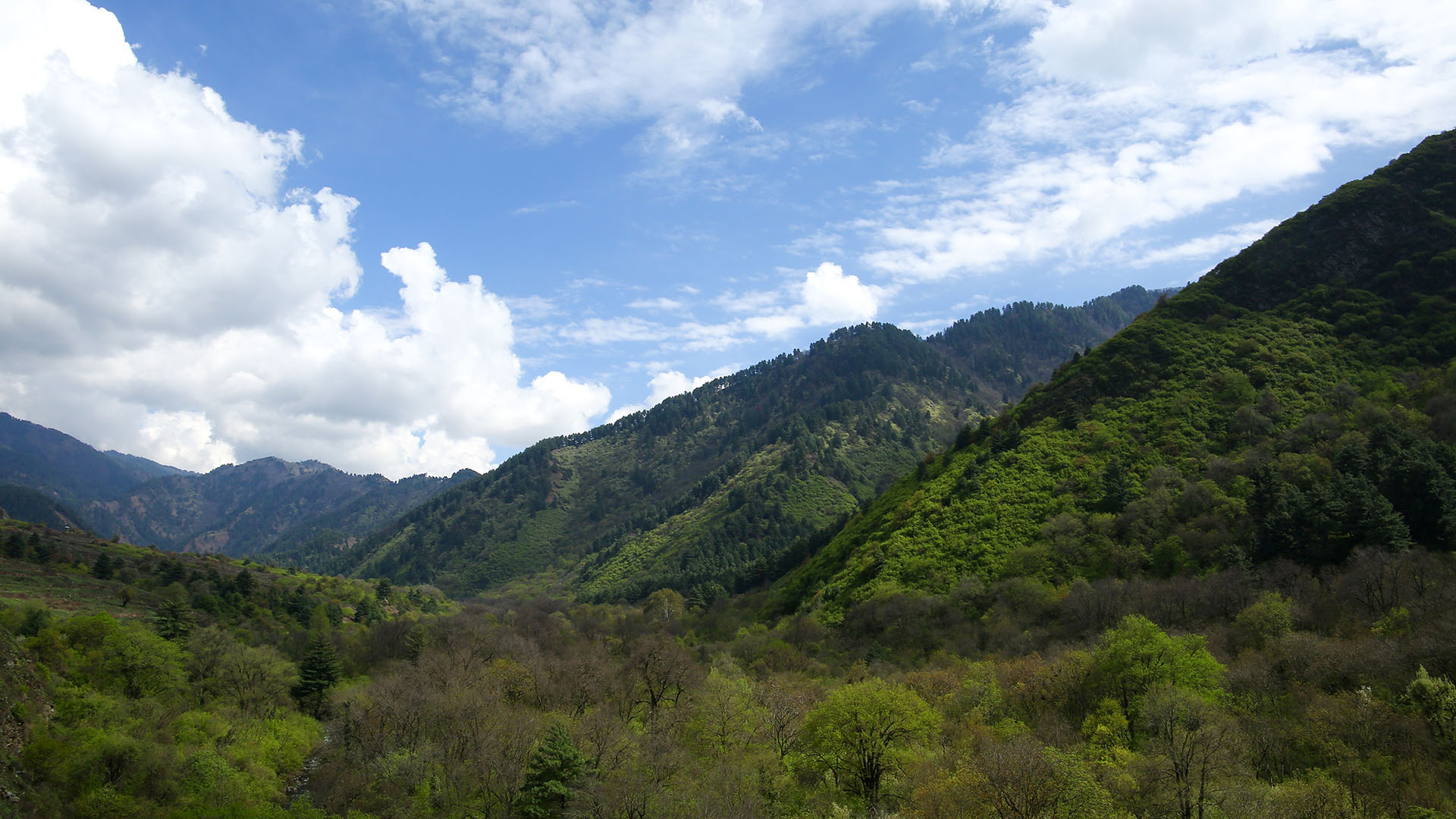 Top 10 Reasons to Visit Dachigam National Park: Kashmir’s Hidden Gem ...