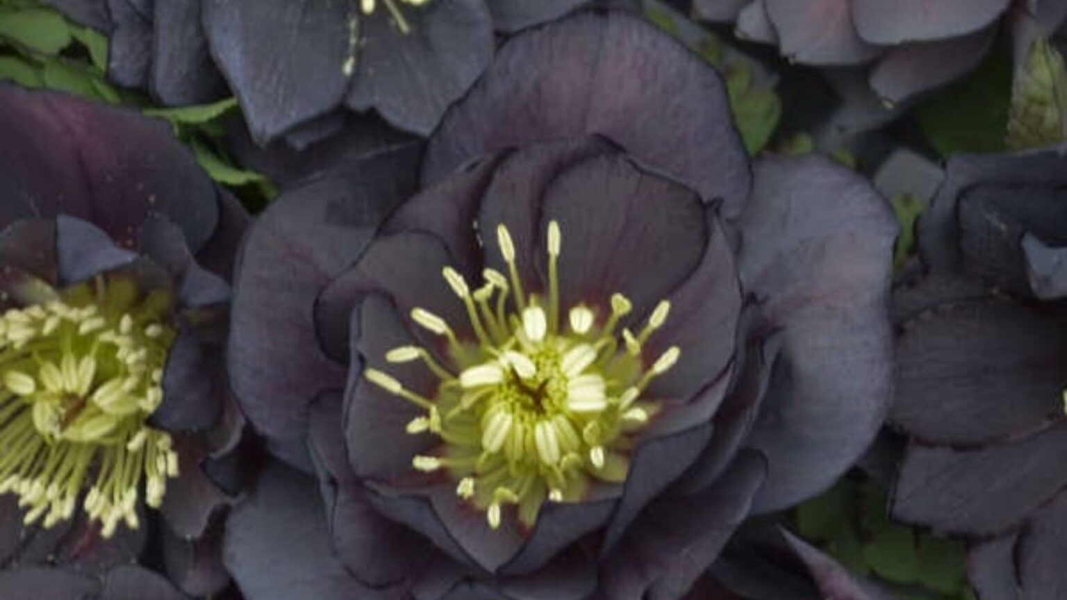Winter’s Dark Elegance: Rare Black Flowers That Bloom in the Cold ...