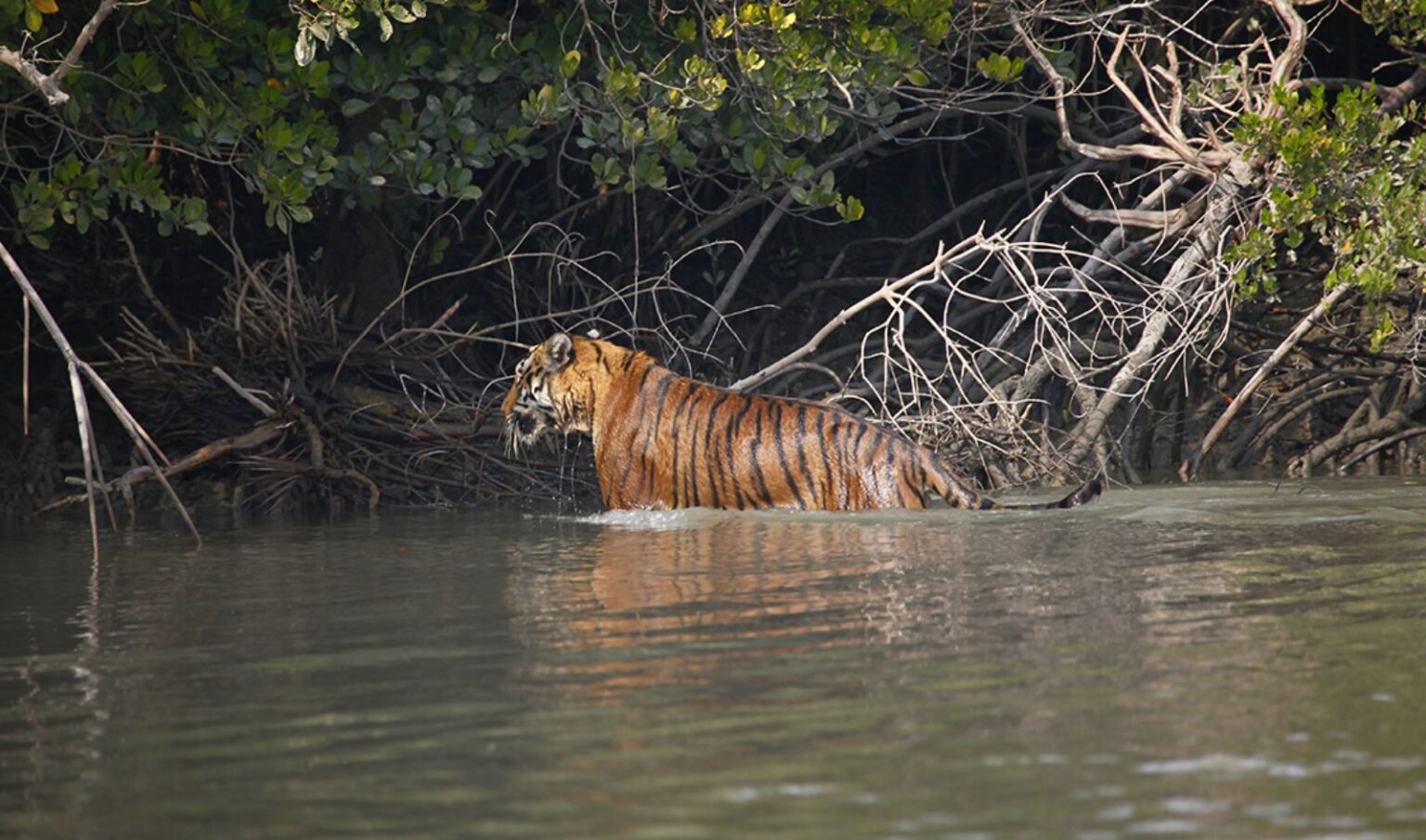 Beware! These 7 Indian Forests Are Home to Deadly Animals - PUNE PULSE