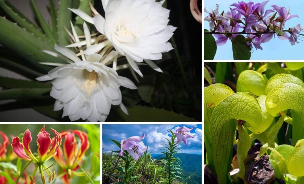 From Brahmakamal to Neelakurinji: 10 Unique and Rare Flowers of India ...
