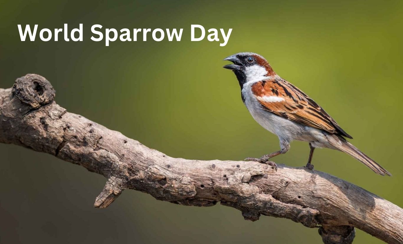 Remembering Our Feathered Friends: The Significance of World Sparrow ...