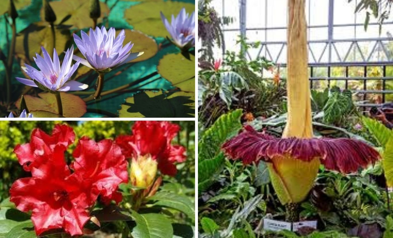 India’s 6 Rarest Summer Flowers: One Blooms Only Once in 12 Years ...