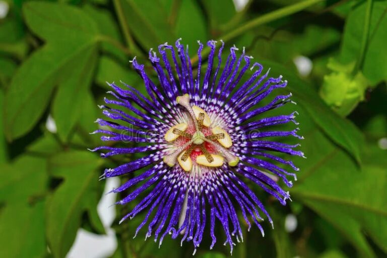 Krishna Kamal: The Sacred Flower of Mythology, Divine Symbolism, and ...