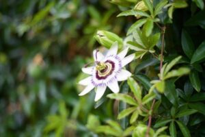 Krishna Kamal: The Sacred Flower of Mythology, Divine Symbolism, and ...