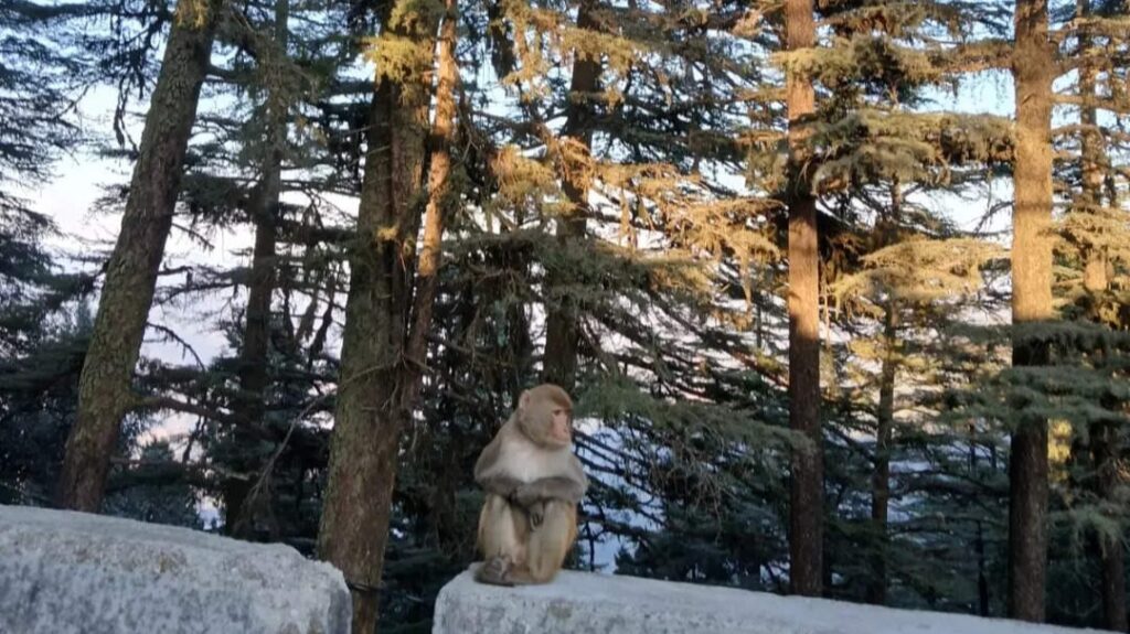 Landour: The Hidden Gem Near Mussoorie You Must Visit - PUNE PULSE