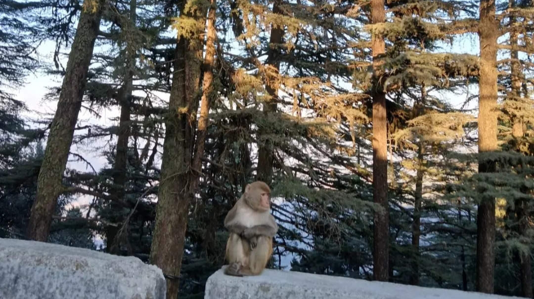 Landour: The Hidden Gem Near Mussoorie You Must Visit - PUNE PULSE