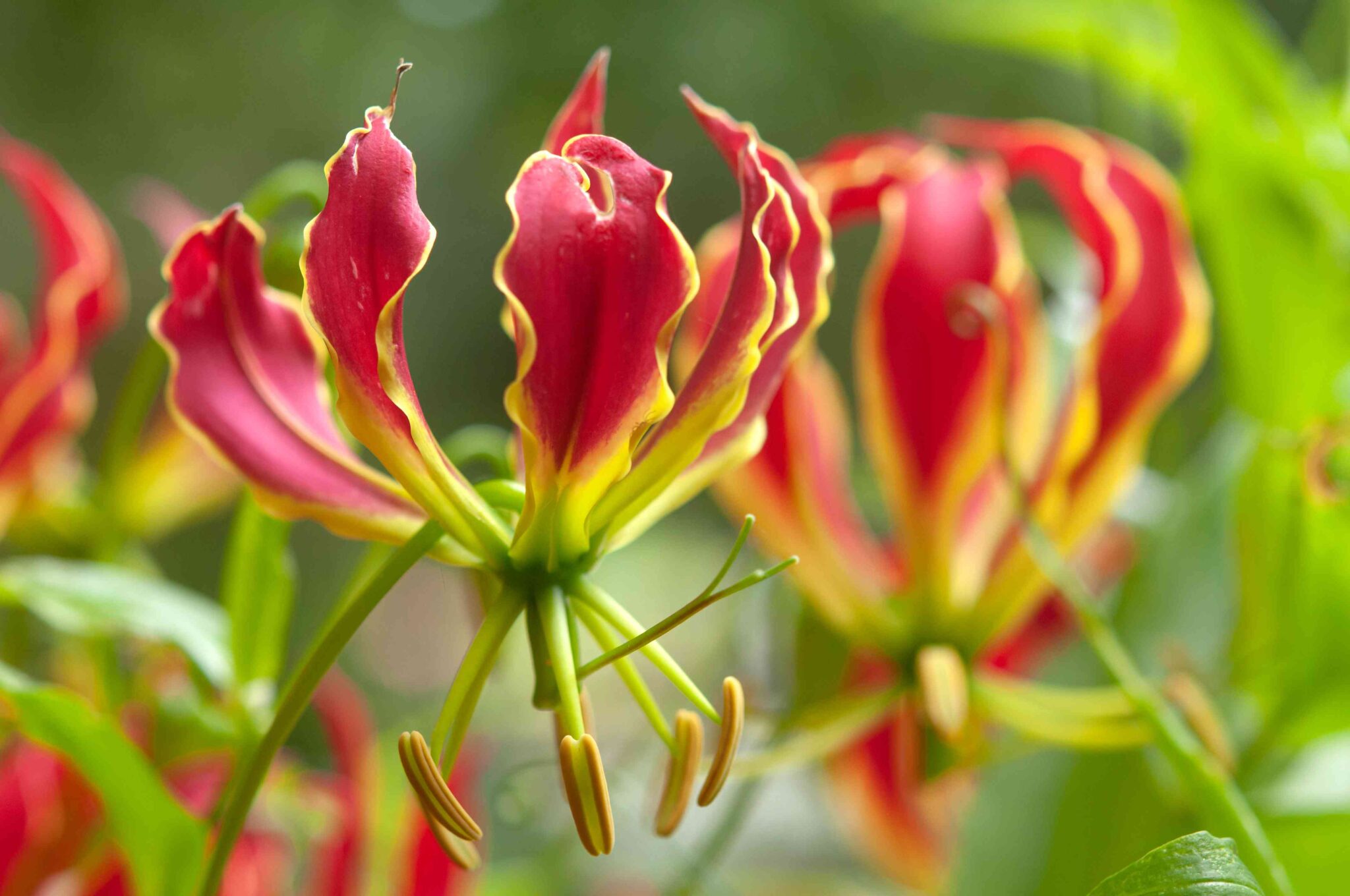 From Brahmakamal to Neelakurinji: 10 Unique and Rare Flowers of India ...