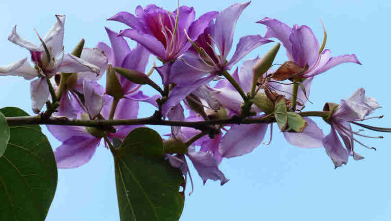 From Brahmakamal to Neelakurinji: 10 Unique and Rare Flowers of India ...
