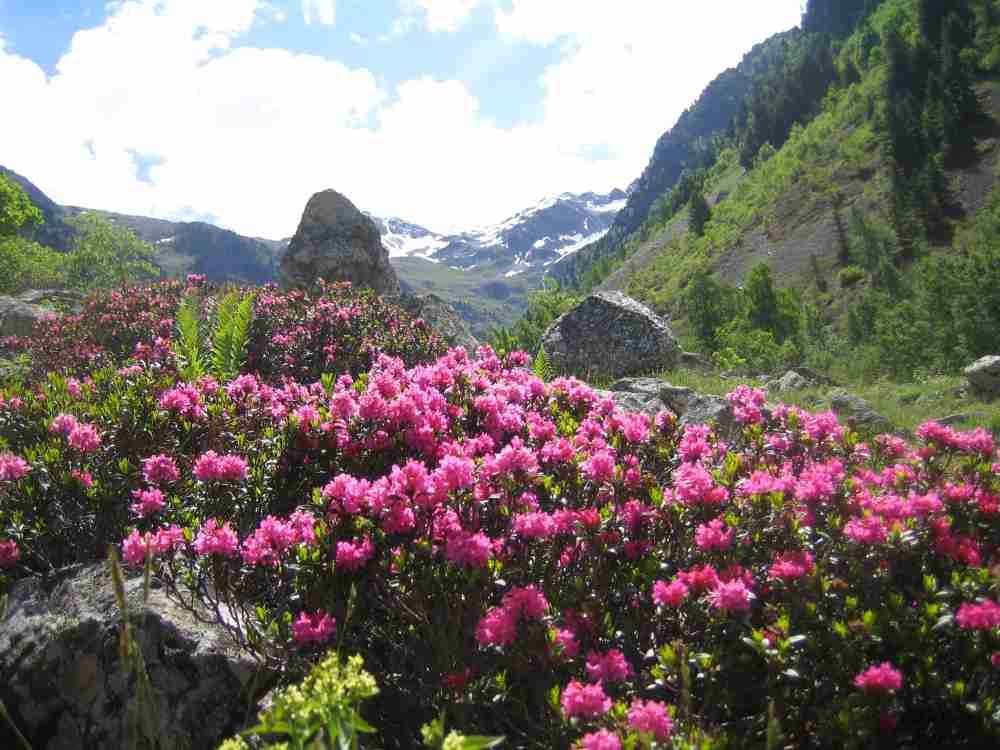 From Brahmakamal to Neelakurinji: 10 Unique and Rare Flowers of India ...