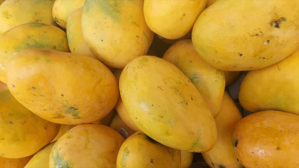 9 Unique GI-Tagged Mango Varieties to Savor This Summer - PUNE PULSE