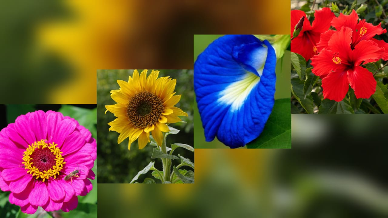 10 Plants That Will Flower Through the Heat of May–June - PUNE PULSE
