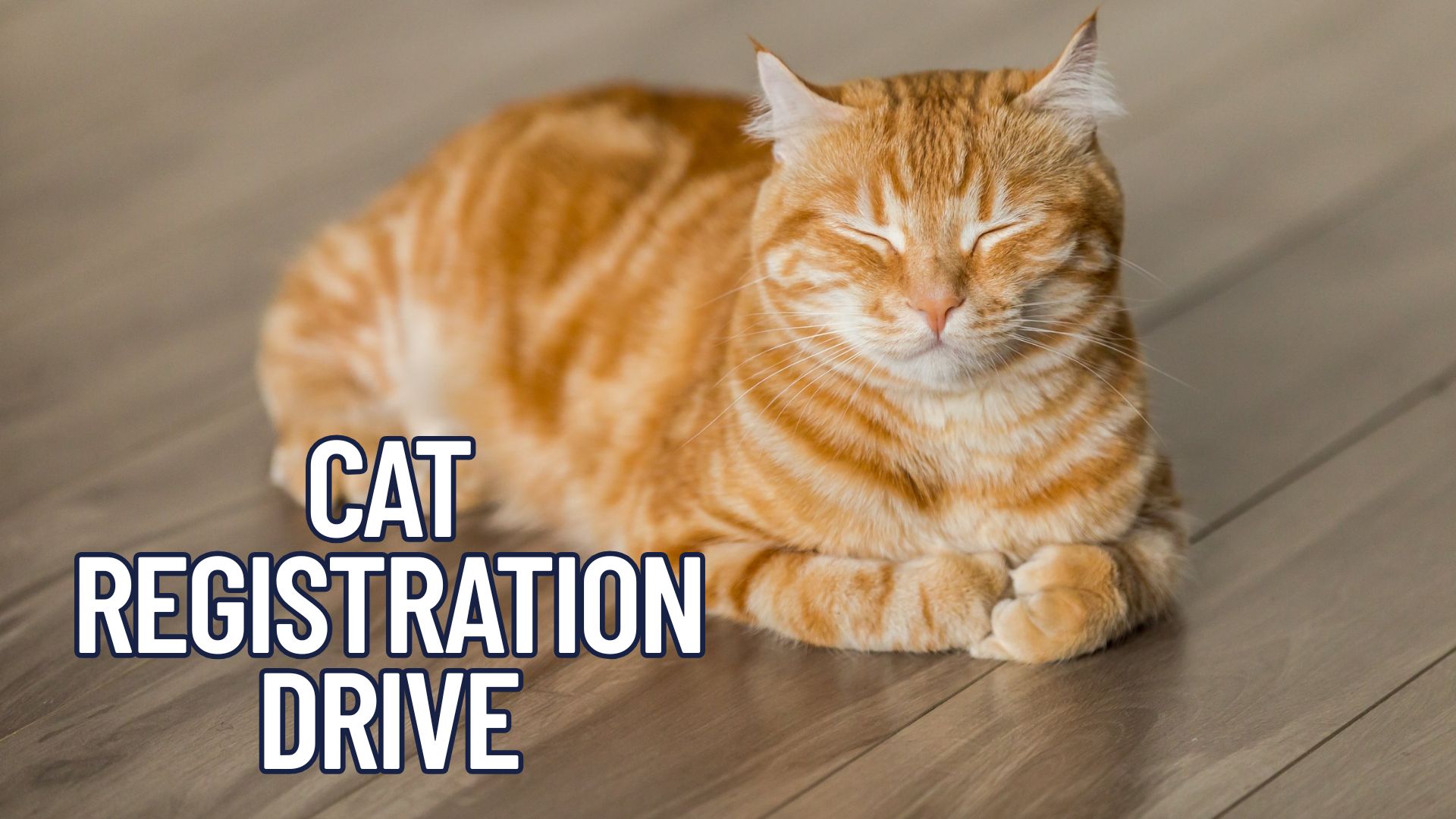 PMC Records Poor Response to Cat Registration Drive with Only 217 ...