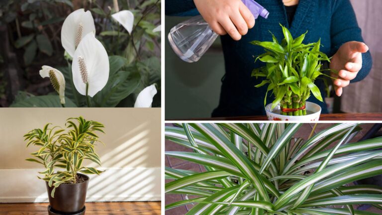 Breathe Fresh: Top 6 Air-Purifying Indoor Plants to Improve Indoor Air ...