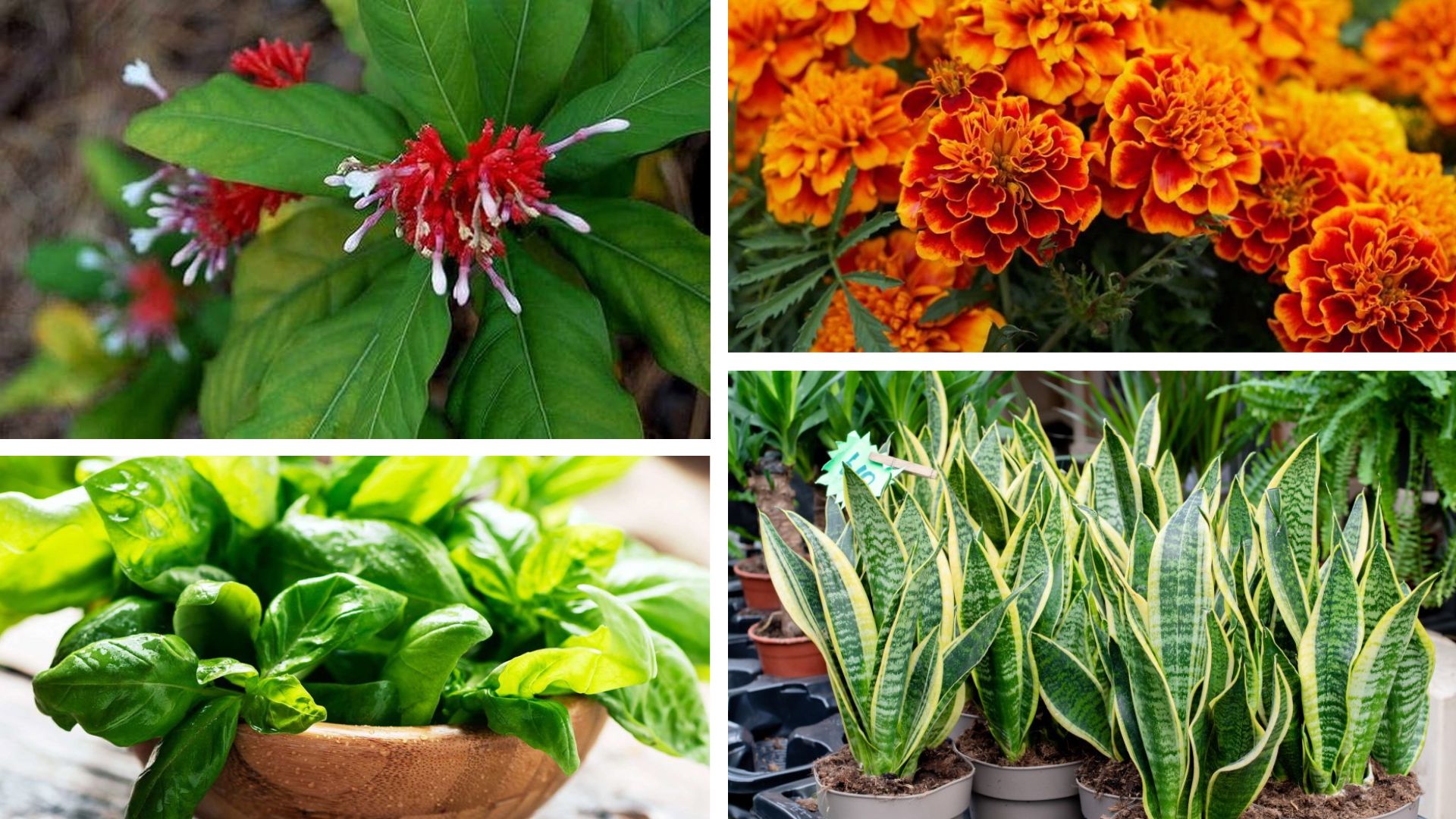 Say Goodbye to Snakes: Top 10 Plants That Naturally Deter Snakes from ...