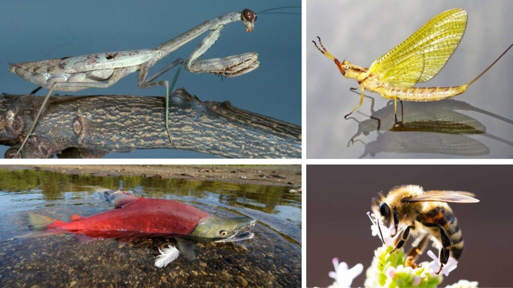 15 Amazing Animals That Only Live a Few Days but Make a Big Difference ...