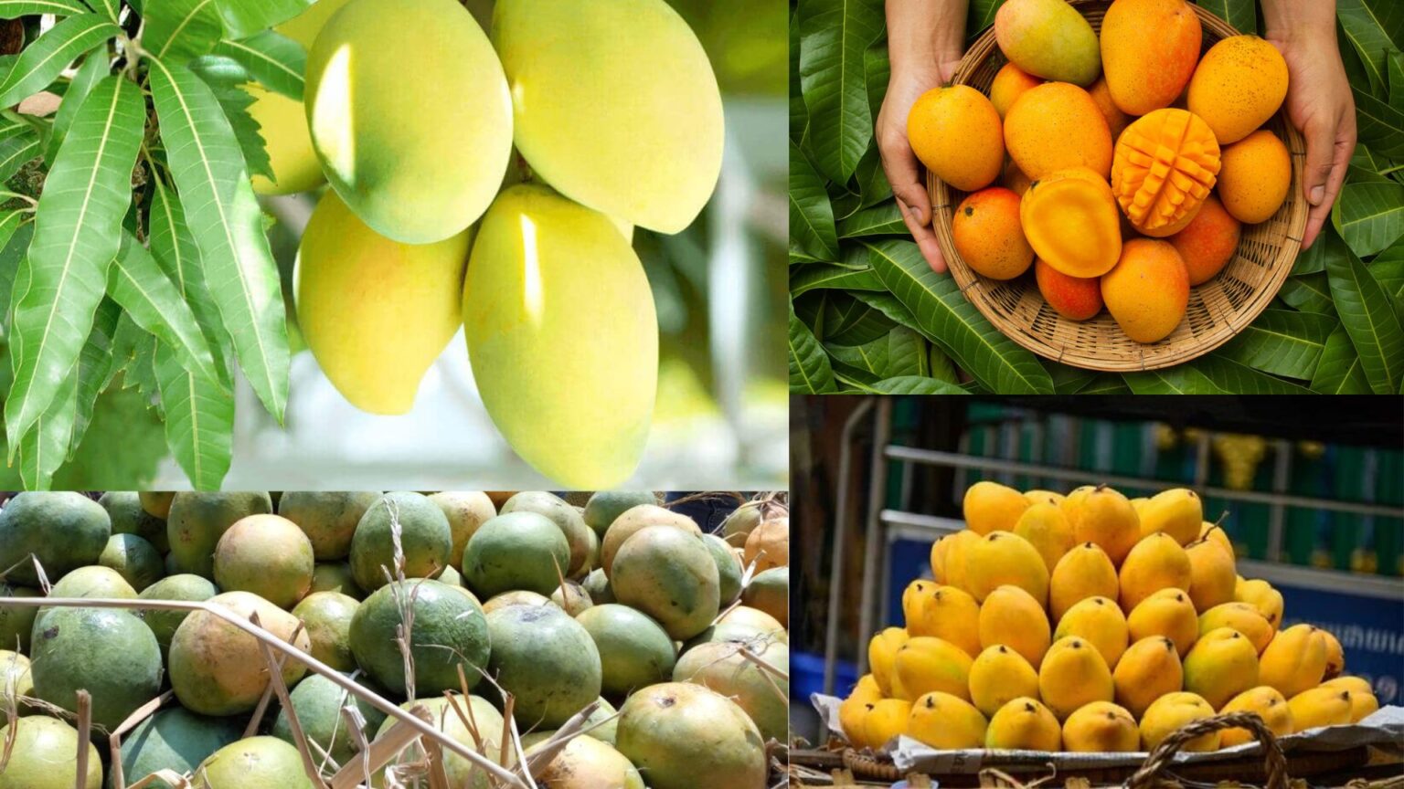 9 Unique GI-Tagged Mango Varieties to Savor This Summer - PUNE PULSE