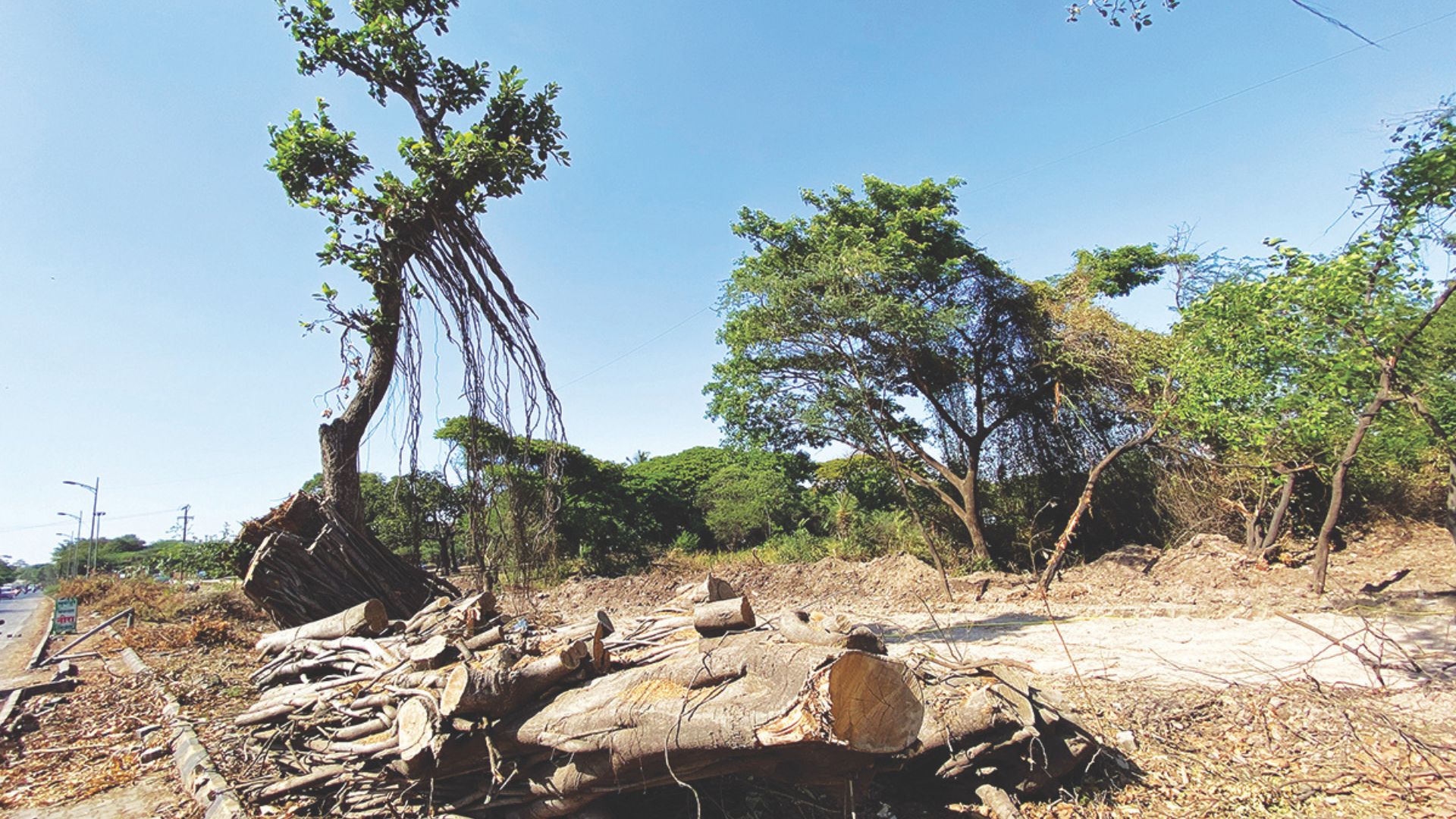 Pune: PMRDA Files Criminal Cases After Illegal Felling Of 88 Trees ...