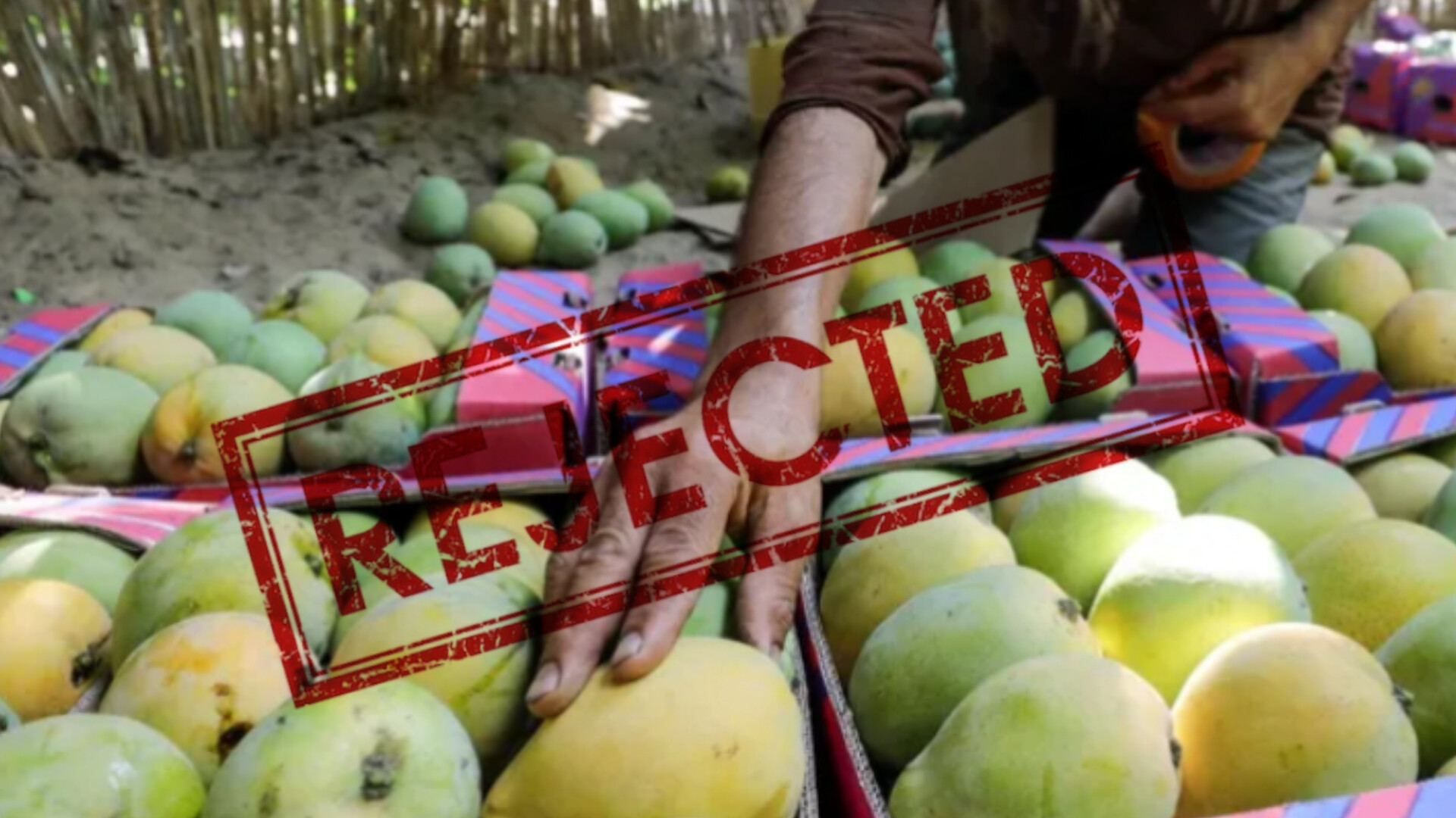 Forced to Dump: U.S. Rejects 15 Mango Shipments from India, Exporters ...