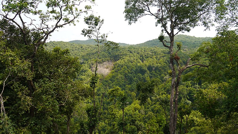 India’s Green Giants: Top 10 States with the Most Forest Cover - PUNE PULSE