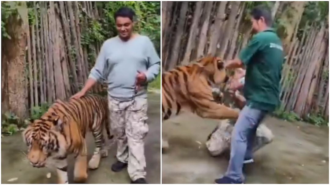 Video: Indian Tourist Injured by Tiger During Selfie Attempt at Phuket ...
