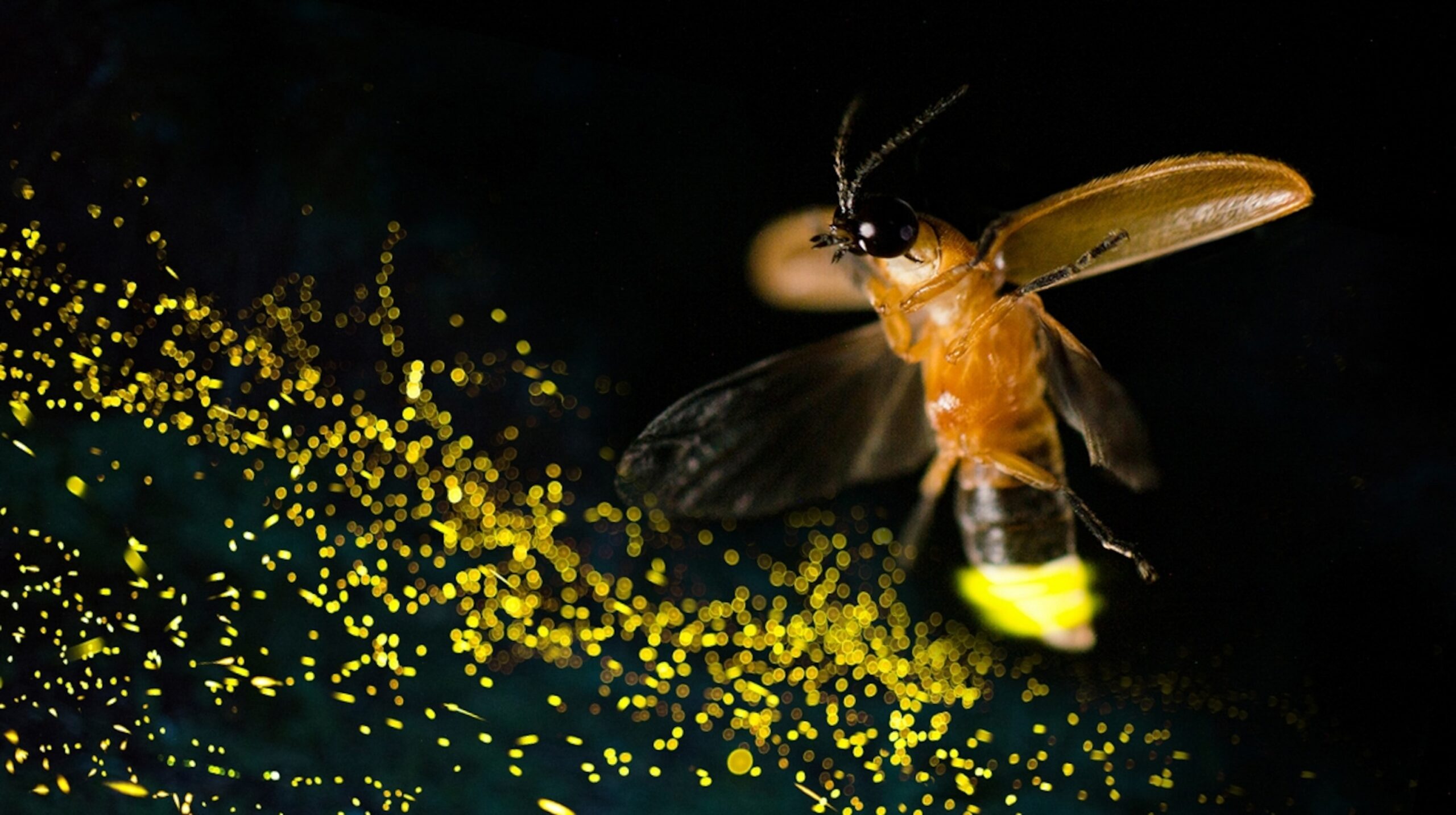 Scientists Say We May Be the Last Generation to See Fireflies Flicker ...