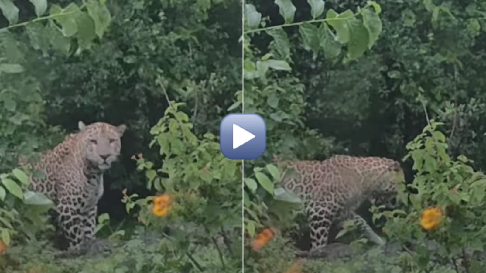 Leopard Spotted Near Harishchandragad: Viral Video Sparks Safety ...