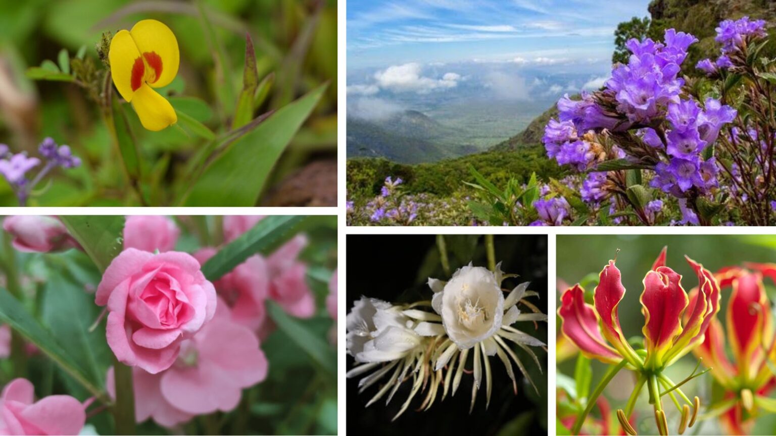 Monsoon’s Hidden Treasures: 5 Rare Wildflowers That Bloom Only When It ...