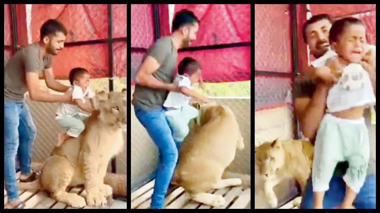 Viral Video of Father Forcing Child to Sit on Lion Sparks Outrage Over ...
