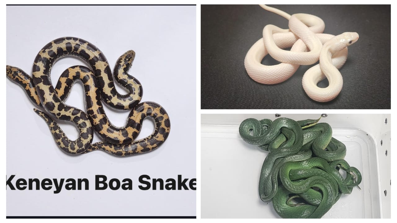 Mumbai Customs Foils Wildlife Smuggling Bid, Seizes 16 Exotic Snakes ...