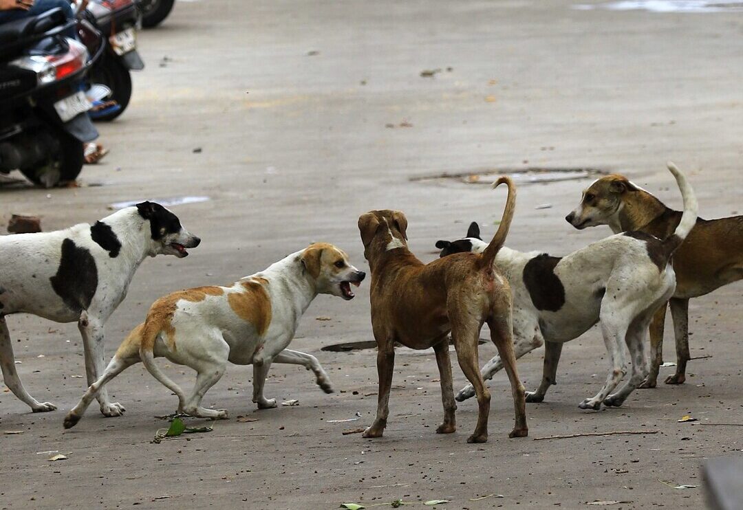 BMC Issues New Guidelines for Pet Owners, Animal Feeders and Housing ...