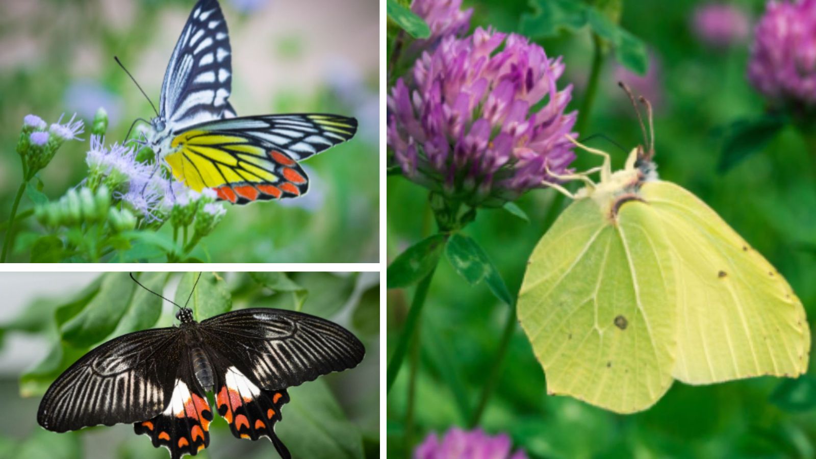 They Flutter Around You All the Time—But Most People Have No Idea What ...